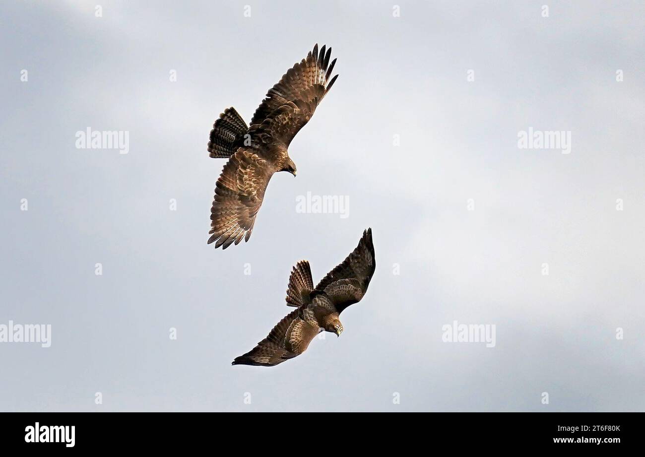 Buzzards in uk hi-res stock photography and images - Alamy