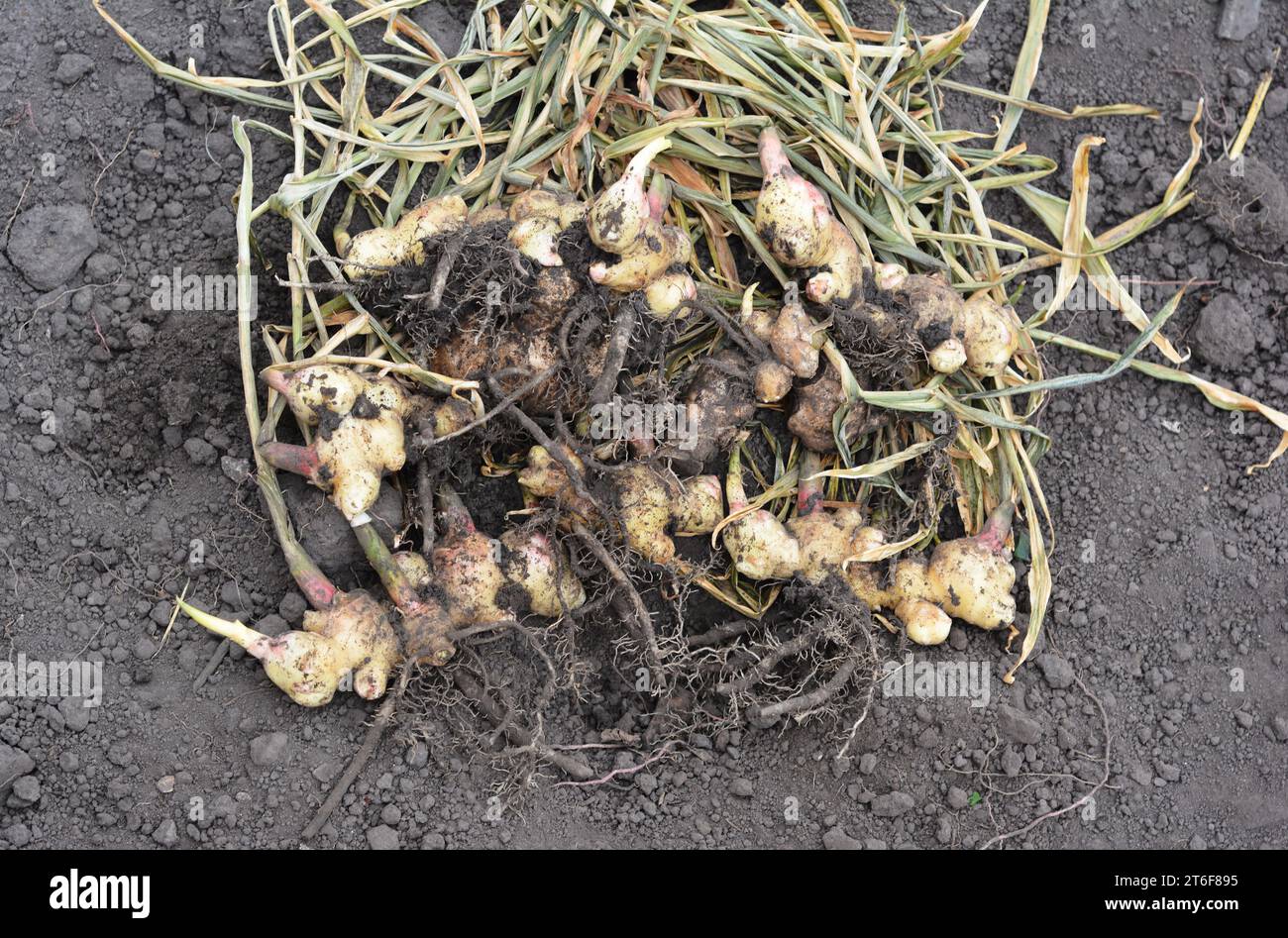 Ginger harvesting on ginger field Stock Photo - Alamy