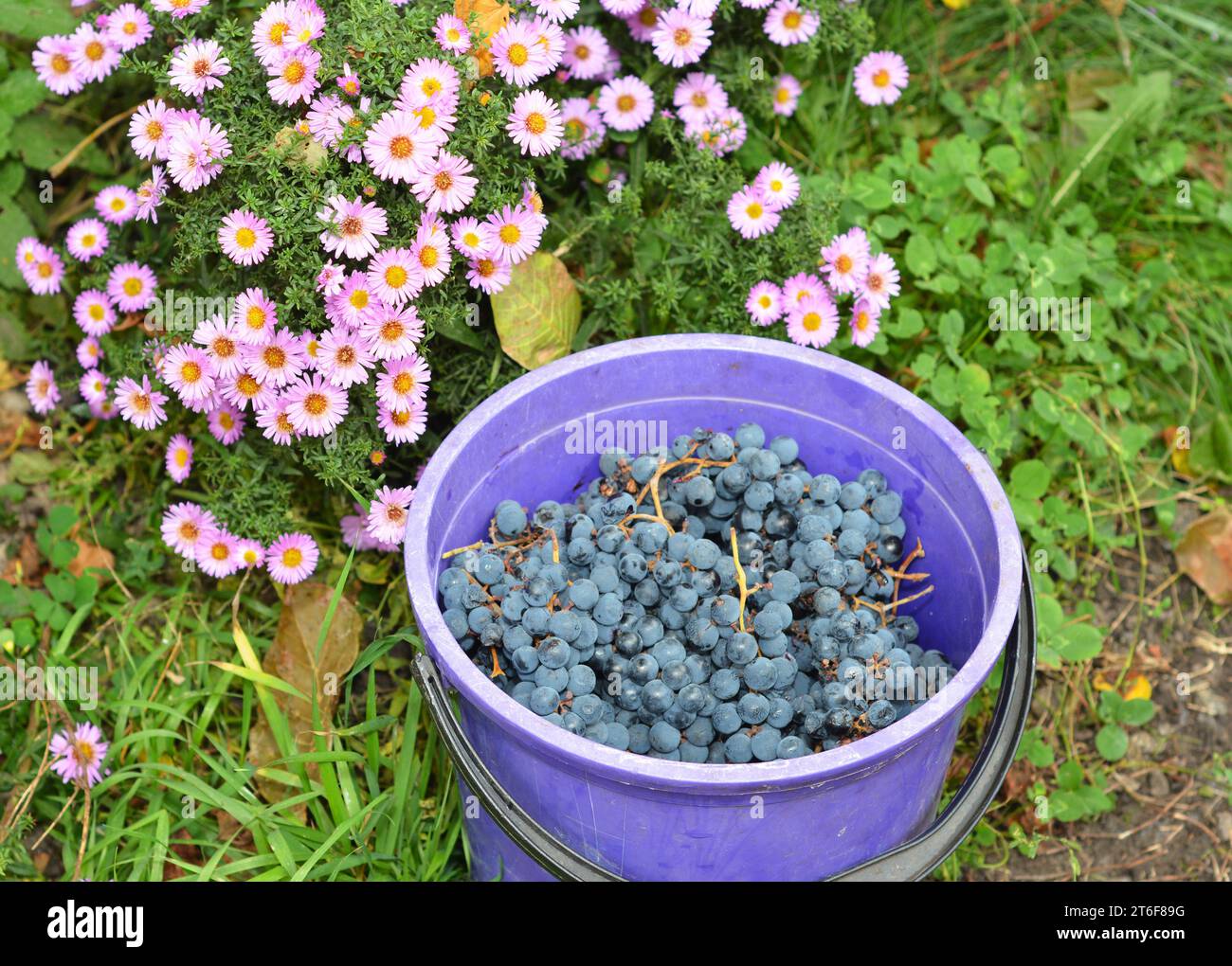 Blue vine grapes. Grapes for making red wine. Detailed view of a blue ...
