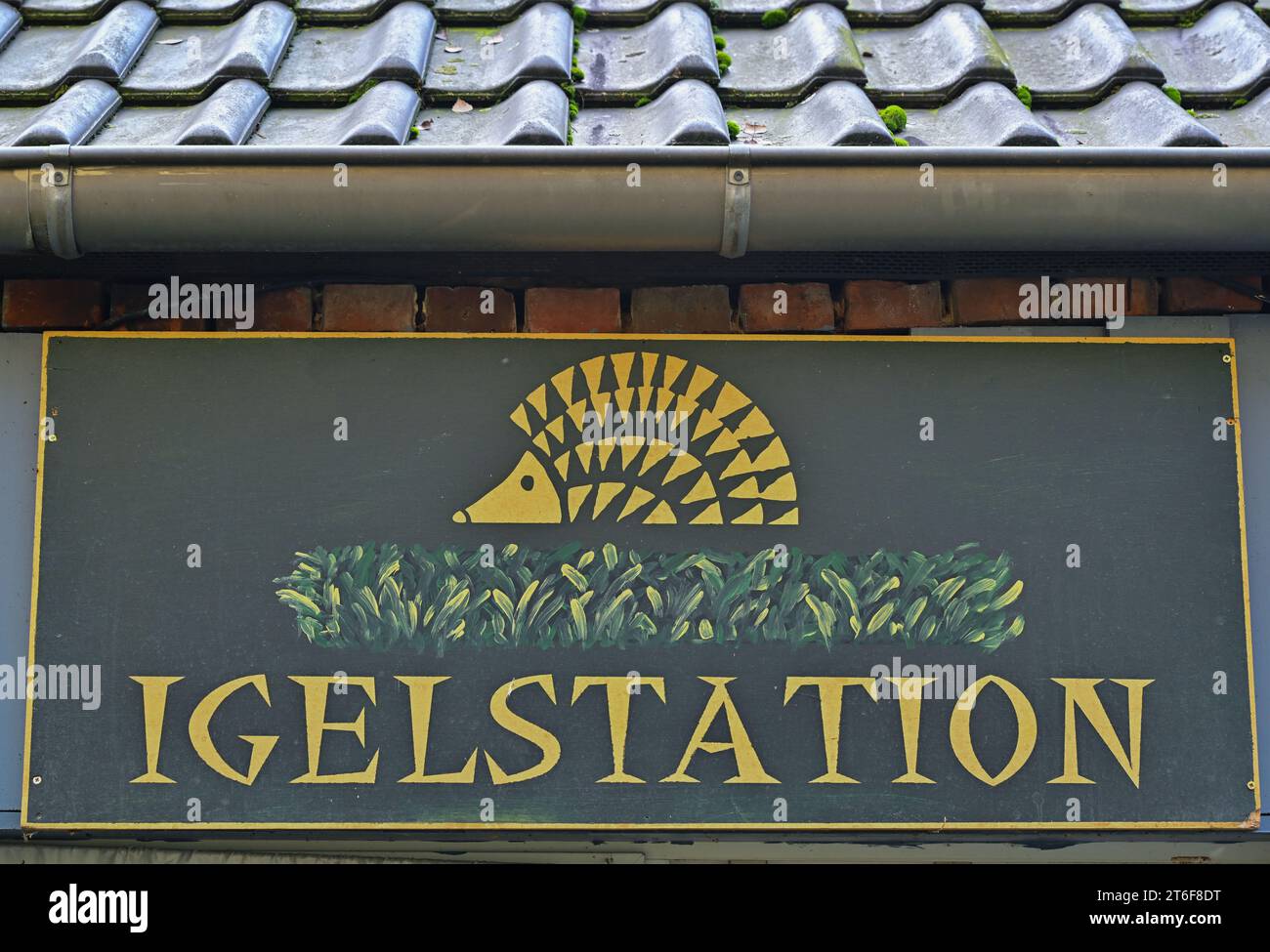 Sick hedgehog hi-res stock photography and images - Alamy