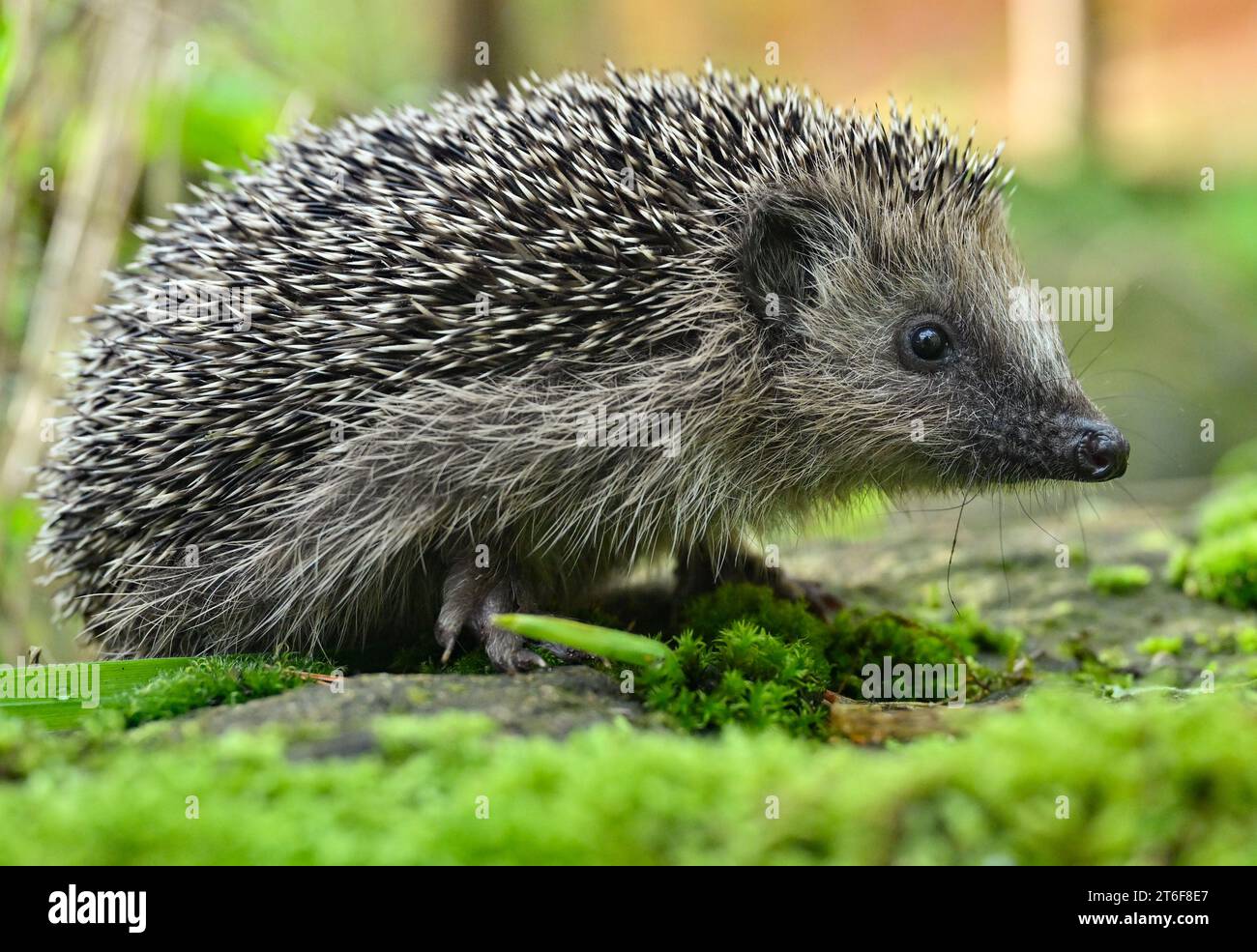 Neuzelle, Germany. 09th Nov, 2023. The small hedgehog named "Bärbel ...