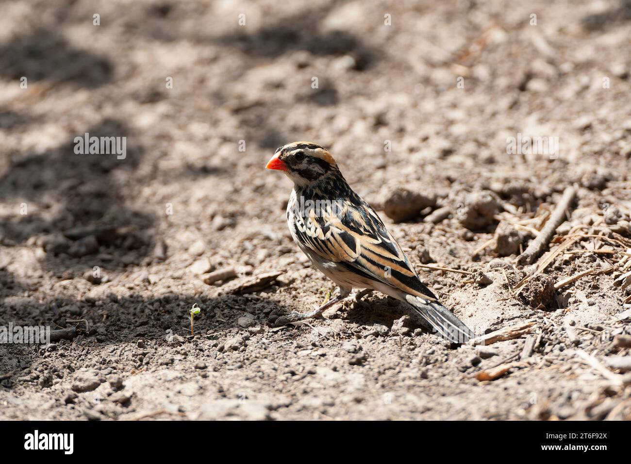 Pin-tailed whydah, Vidua macroura, male in non-breeding plumage, in the ...