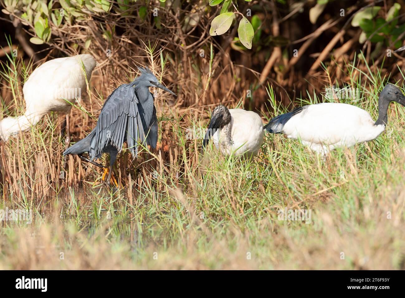Fishing Black Heron, Egretta ardesiaca, in the Gambia. Using a hunting method called canopy ...