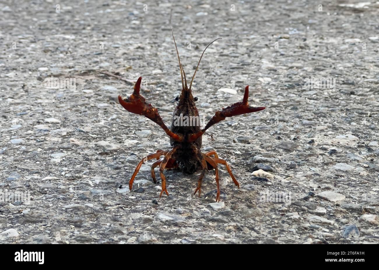 Louisiana red crayfish, photographed crossing a country road Stock ...