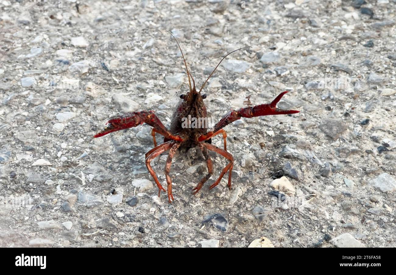 Giant crayfish hi-res stock photography and images - Alamy