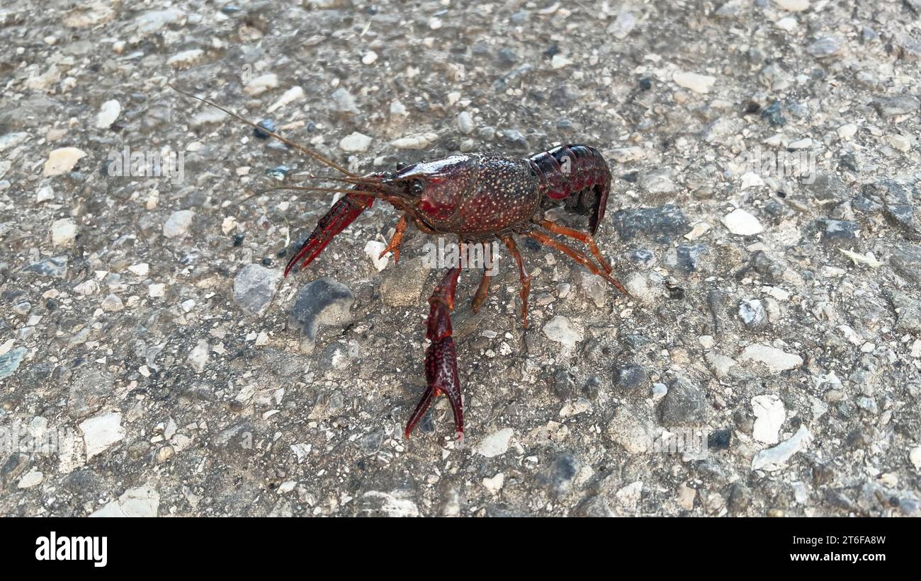 Louisiana red crayfish, photographed crossing a country road Stock ...
