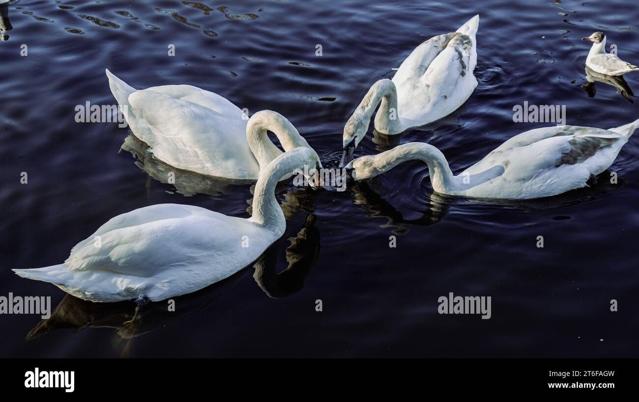 A group of swans swim together in a tranquil body of water Stock Photo ...
