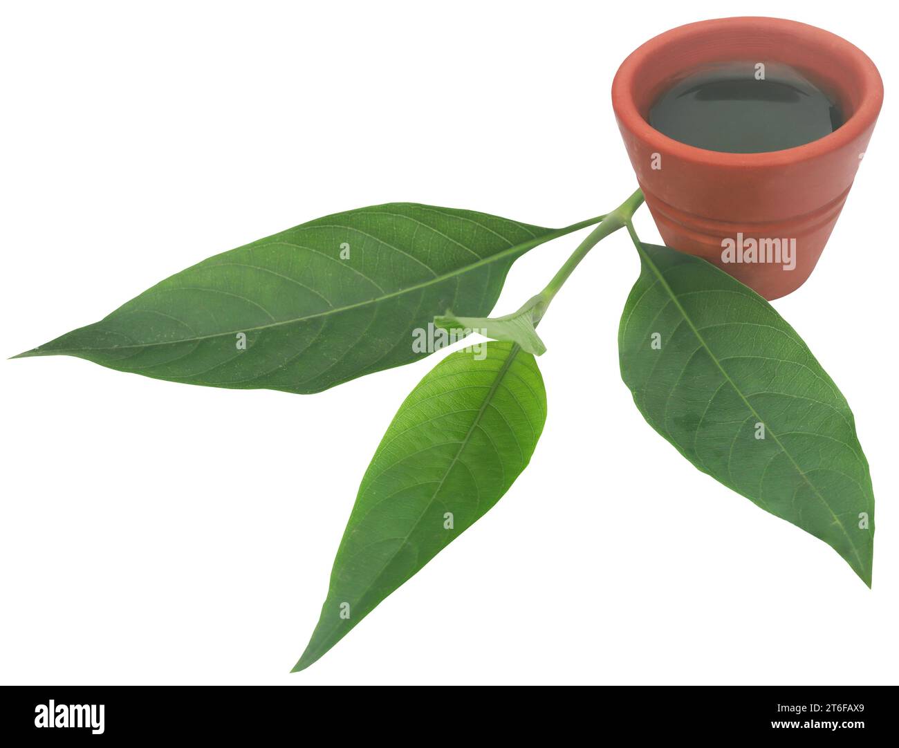Ayurvedic Vasica leaves with extract in a clay pottery Stock Photo - Alamy
