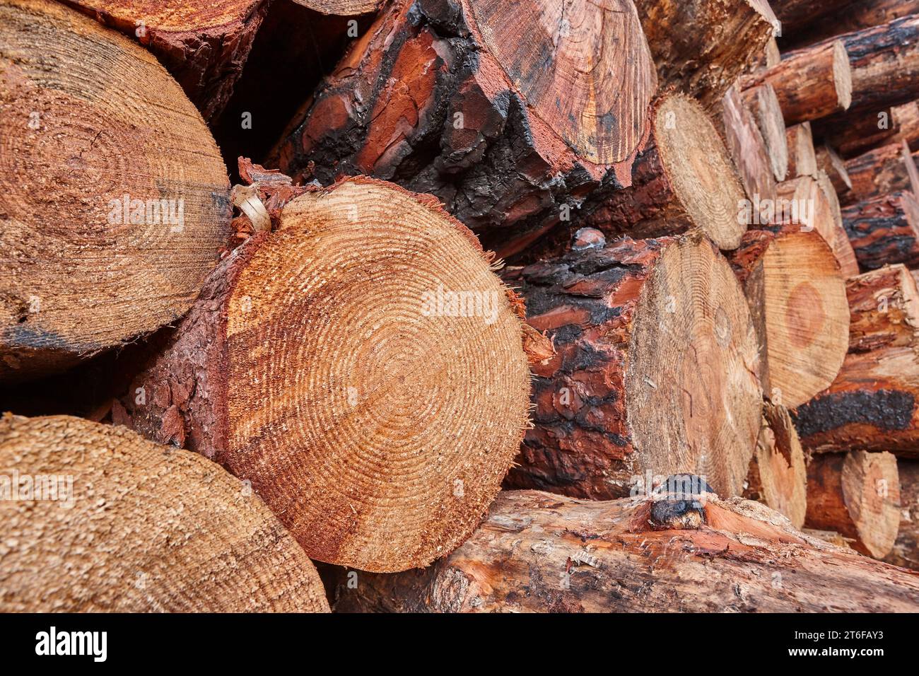 Stacked freshly cut logs. Natural pine wood. Deforestation. Timber ...