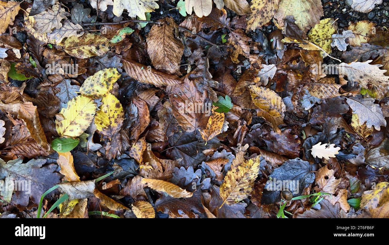 wet autumn leaves on the ground in the forest Stock Photo - Alamy