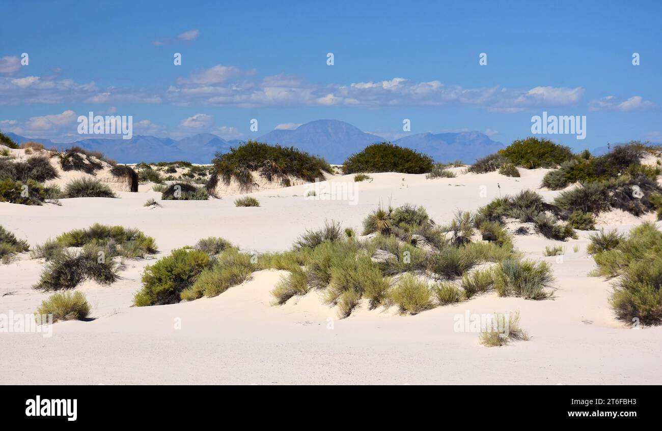 yucca and rosemary mint vegetation in gypsum sand dunes of white sands ...