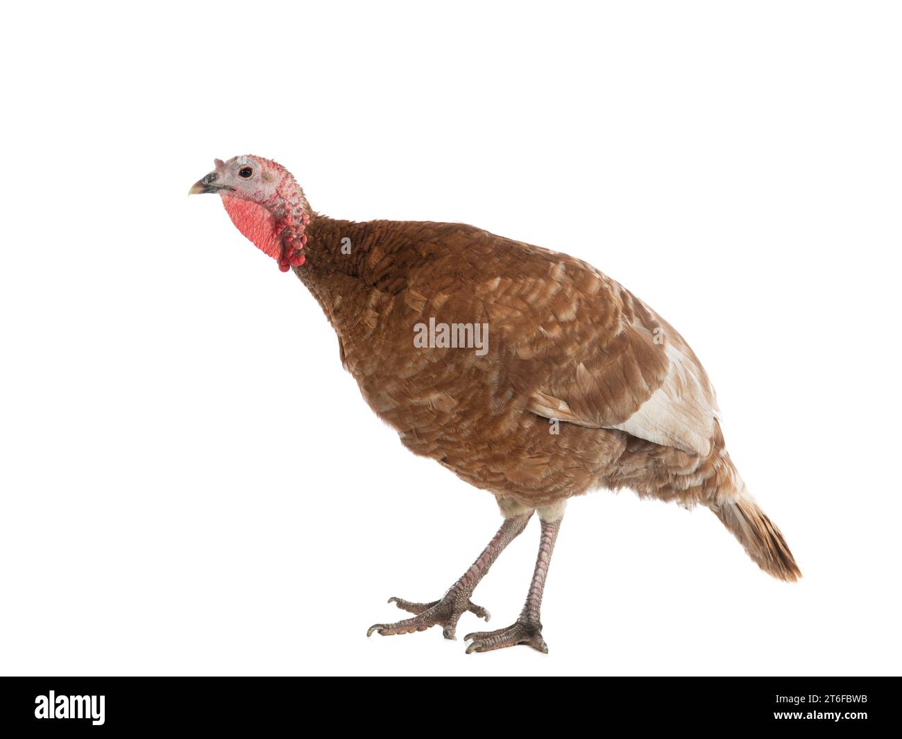 female turkey isolated on white background Stock Photo - Alamy
