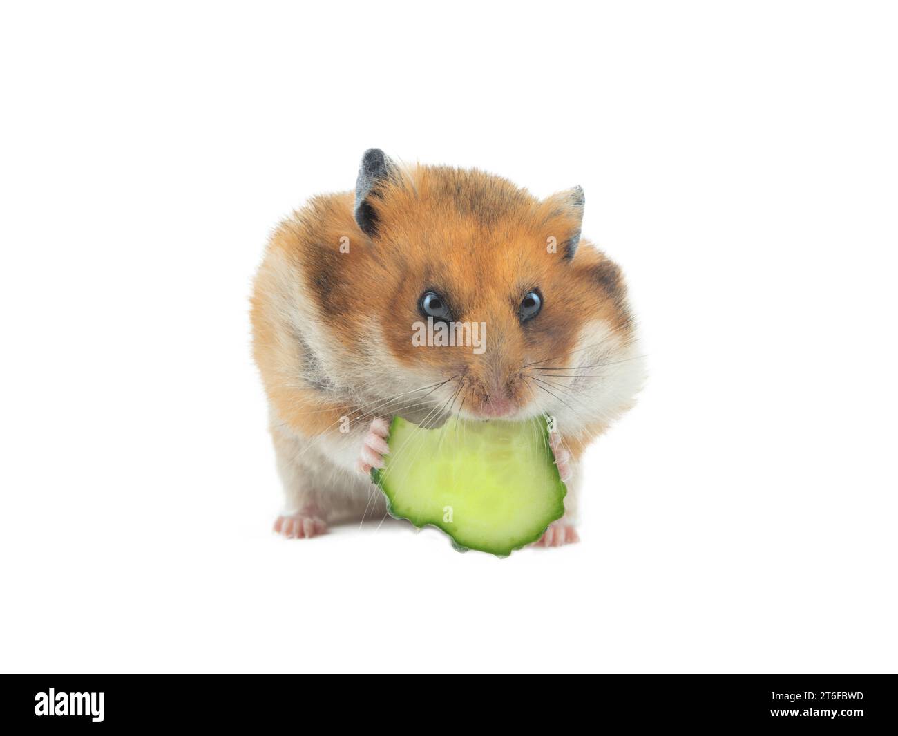 Syrian hamster eats cucumber isolated on white background Stock Photo ...