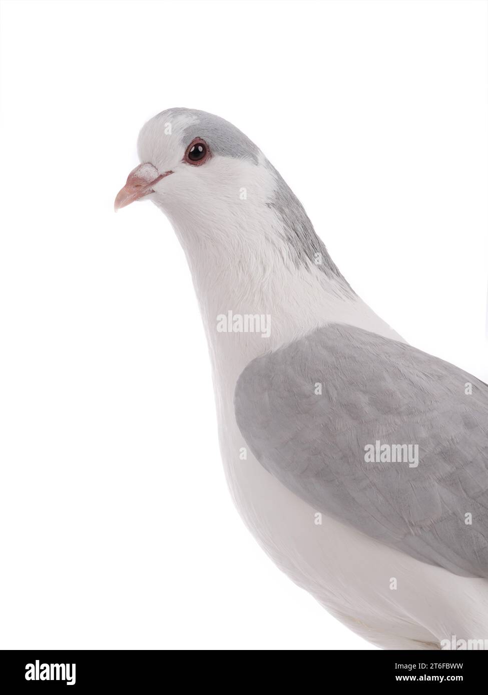 dove isolated on white background Stock Photo - Alamy