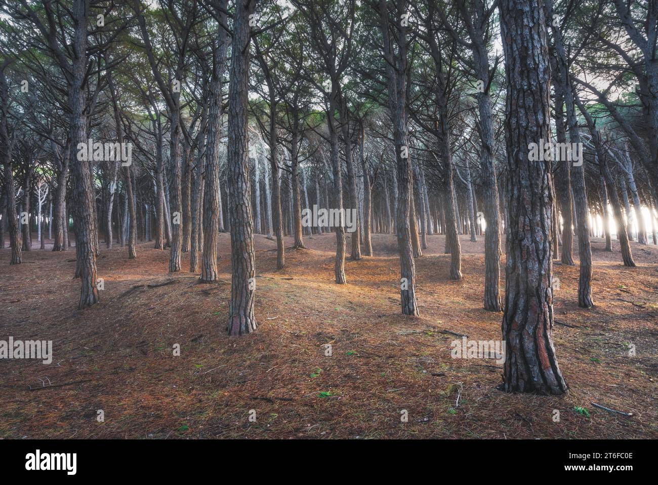 Pineta toscana hi-res stock photography and images - Alamy