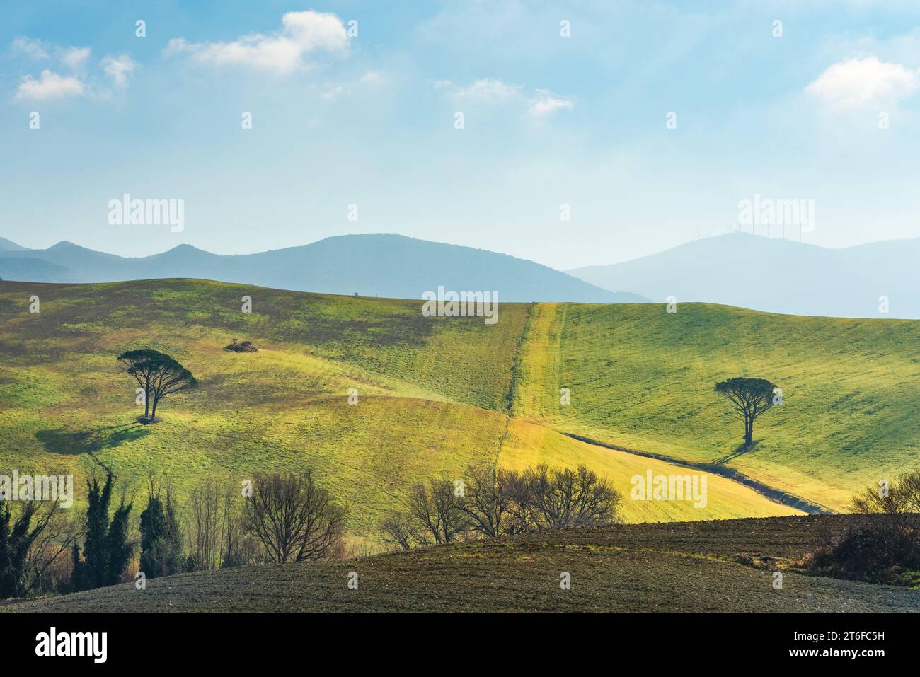 Two stone pine trees in a green field. Countryside landscape in Santa ...
