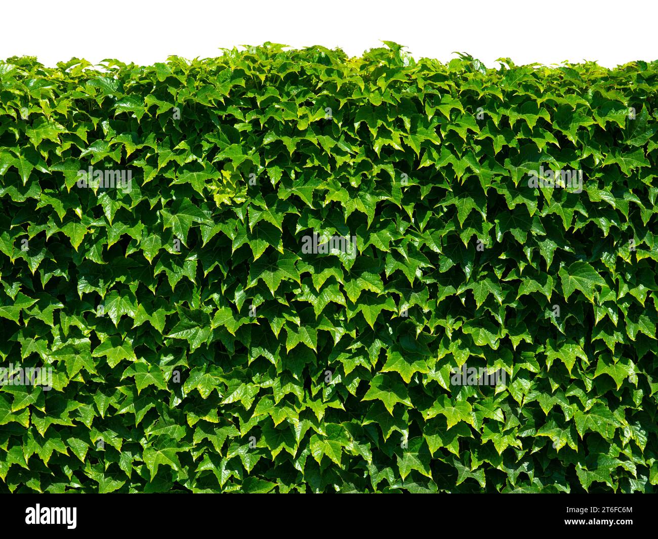 Isolated ivy climbing plant with stem and leaves hi-res stock ...