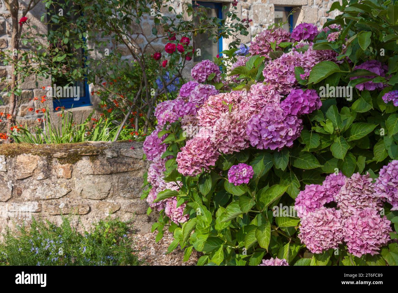 Hydrangeas in front of an old stone wall, Brittany, France Stock Photo ...