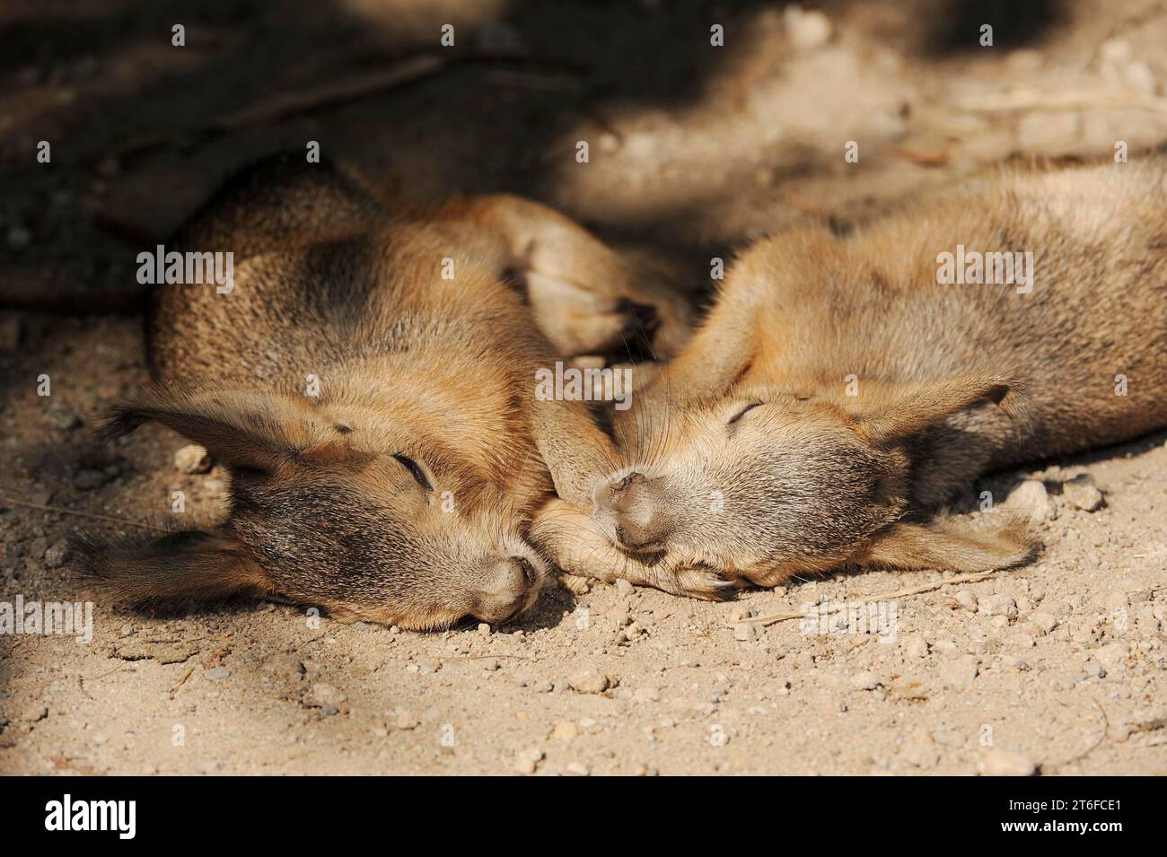 Patagonian mara (Dolichotis patagonum) or Greater Mara, juveniles ...