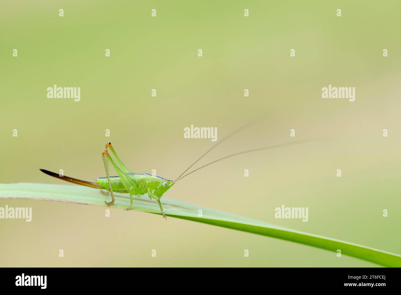 Long-winged conehead (Conocephalus fuscus), female nymph, North Rhine ...