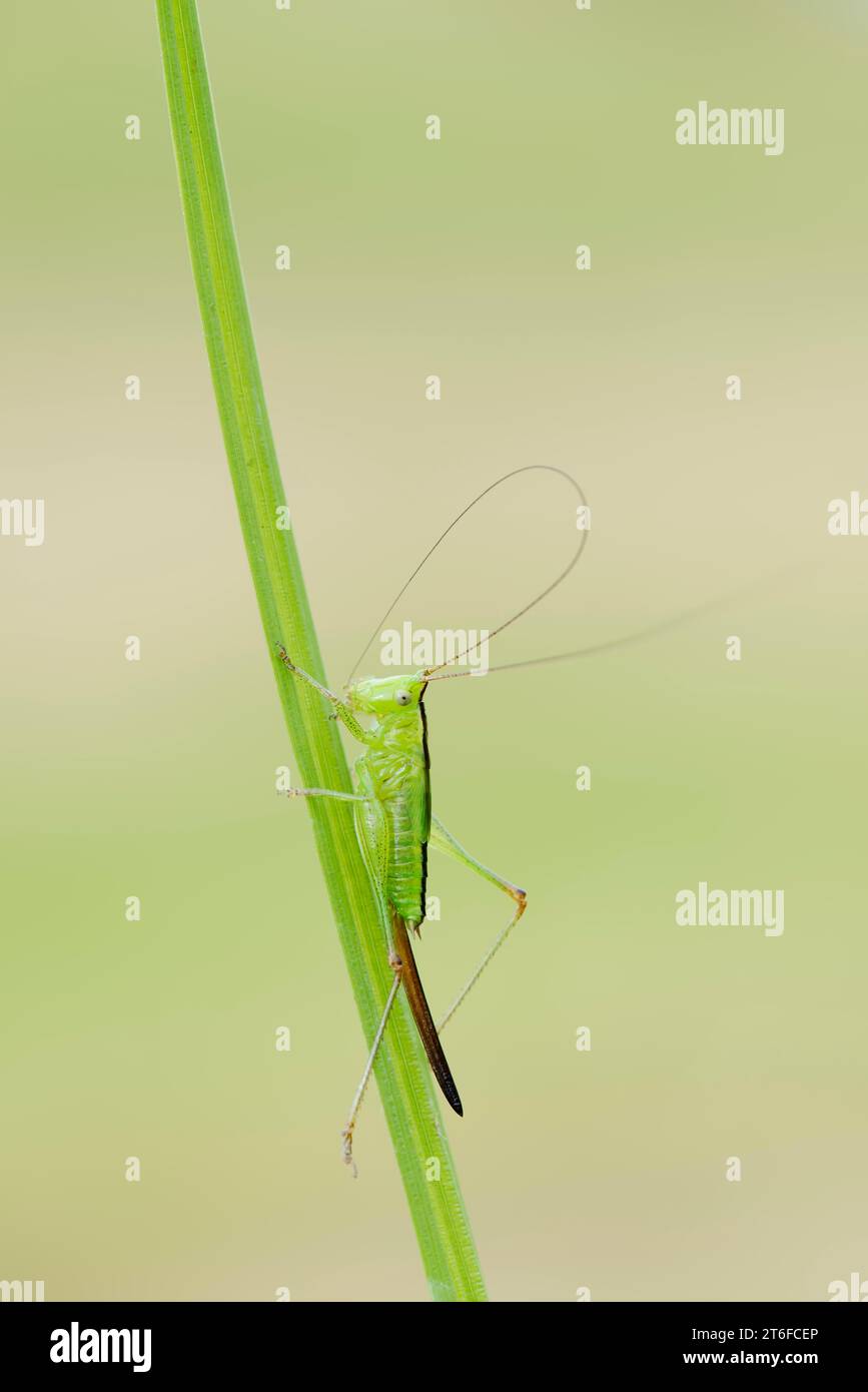 Long-winged conehead (Conocephalus fuscus), female nymph, North Rhine ...