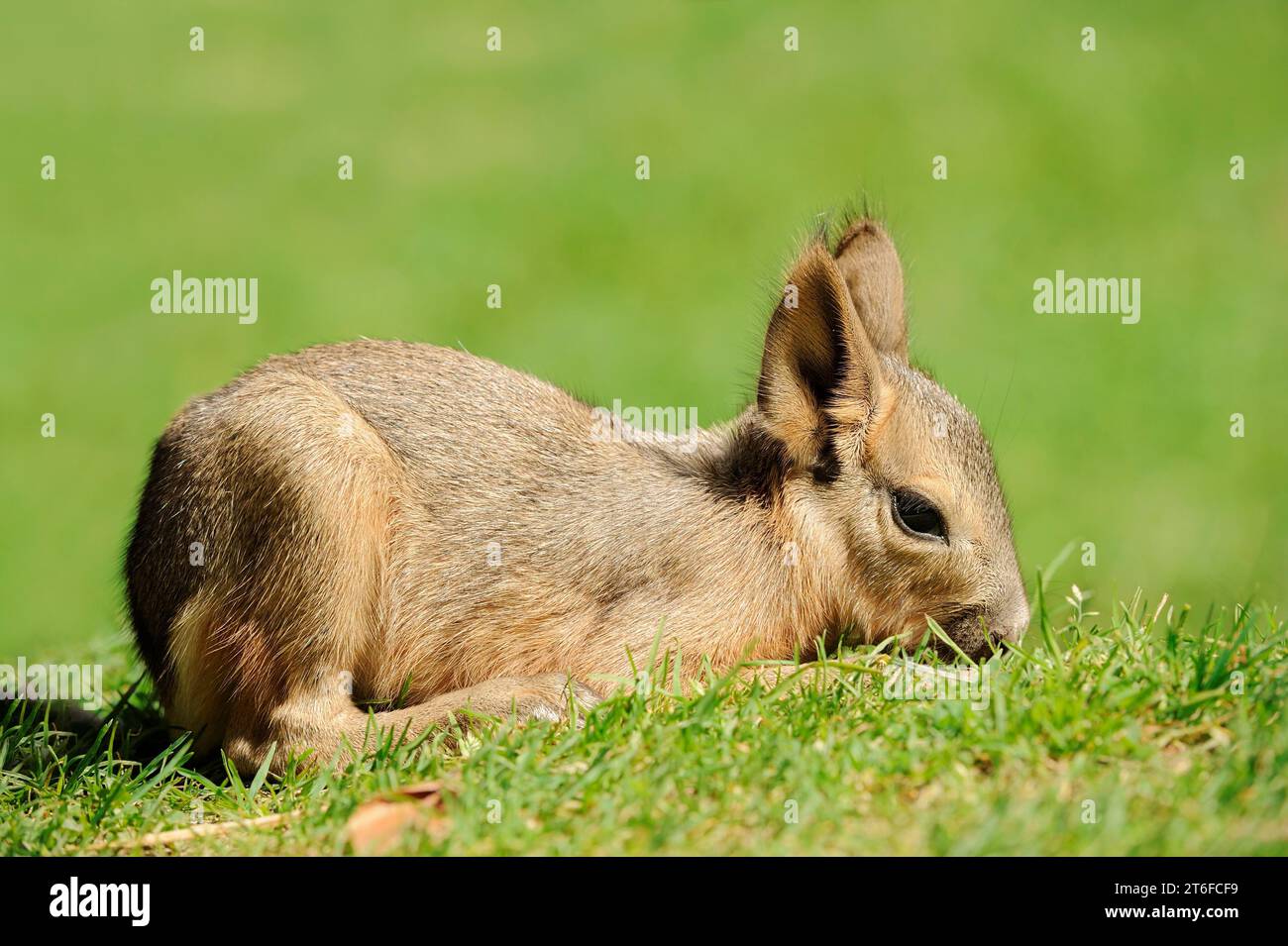 Patagonian mara (Dolichotis patagonum) or greater mara, juvenile ...