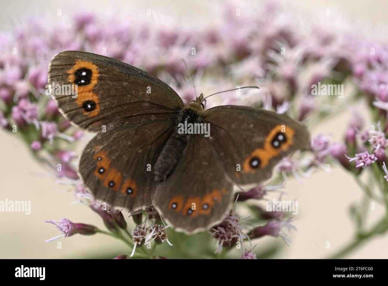 Scotch argus (Erebia aethiops), in the Almbachklamm, Ettenberg ...