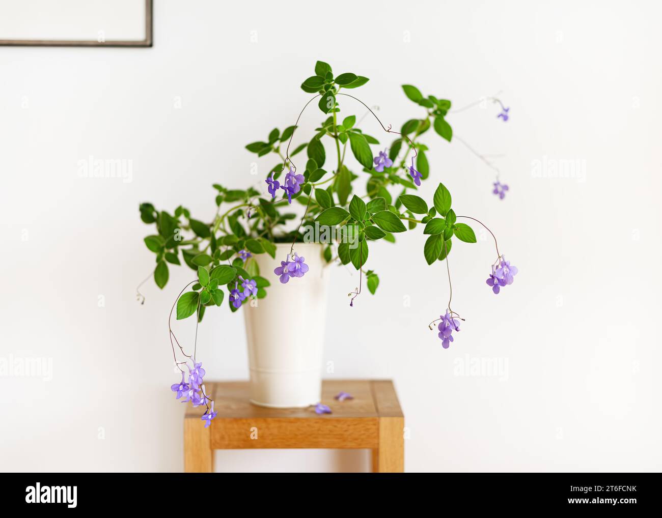 African violet flower hi-res stock photography and images - Alamy
