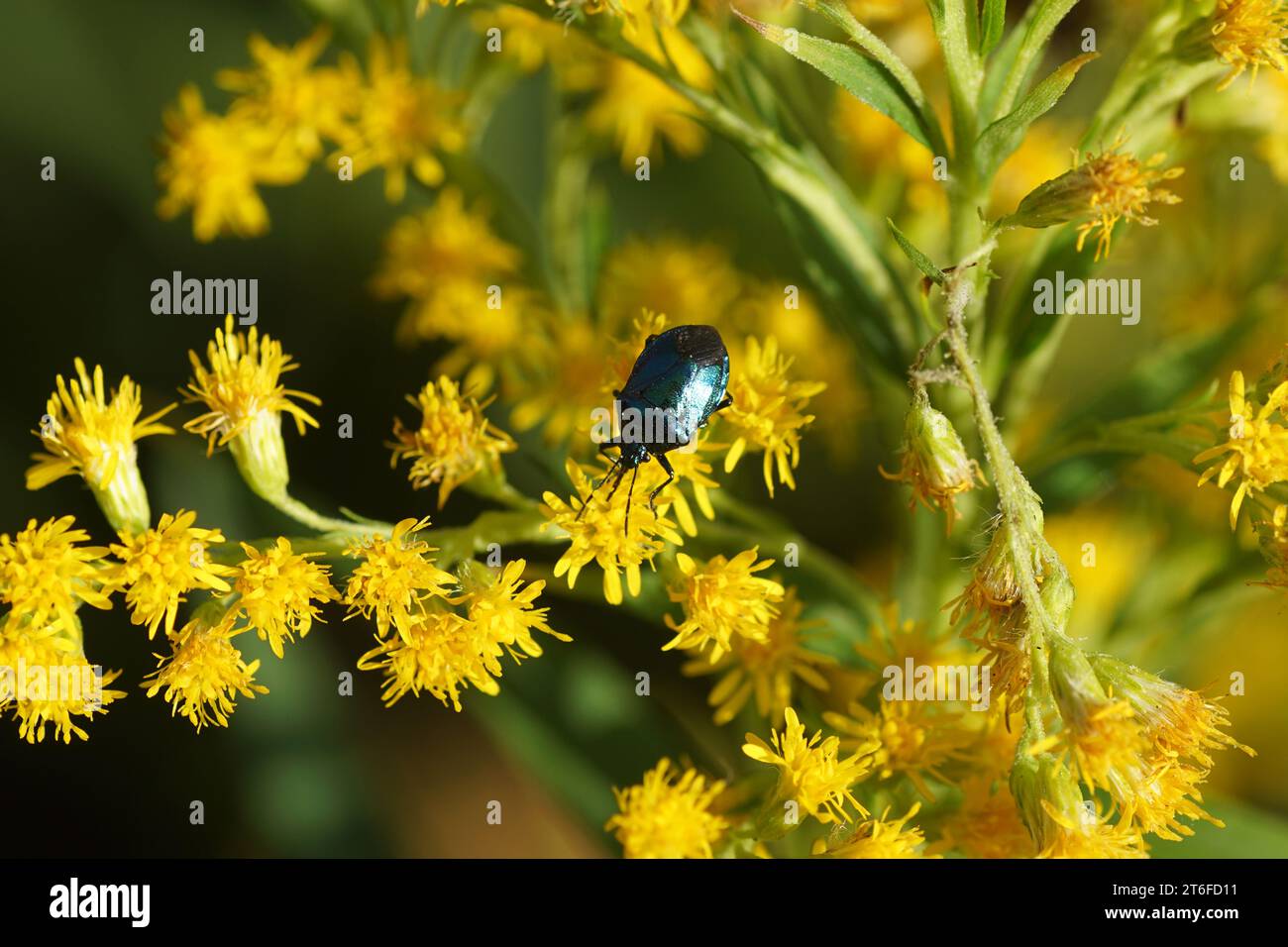 Blue Shieldbug Zicrona caerulea. Subfamily Asopinae. Family Stink bugs ...