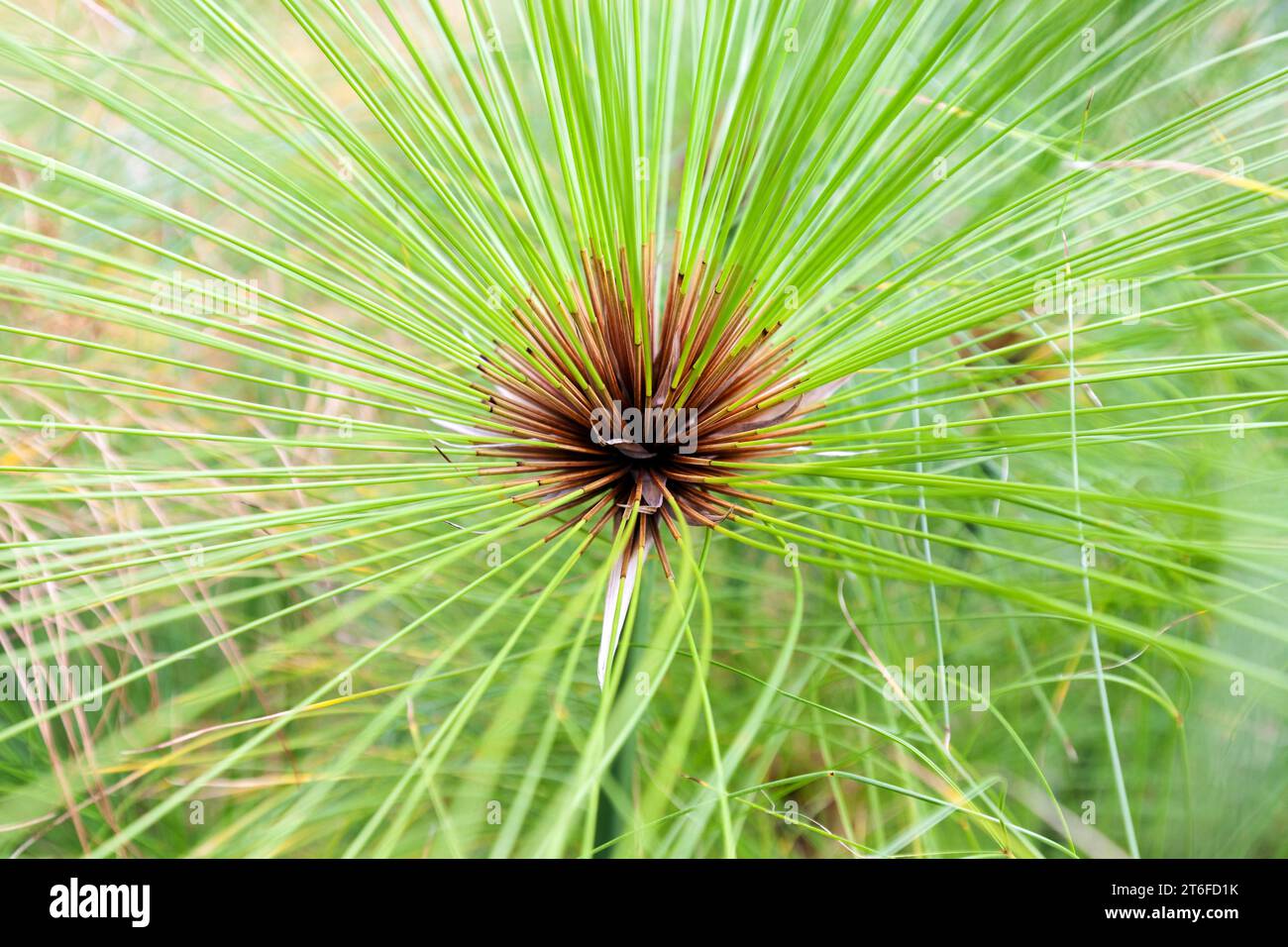 True papyrus sedge (Cyperus papyrus), Madeira, Portugal Stock Photo - Alamy