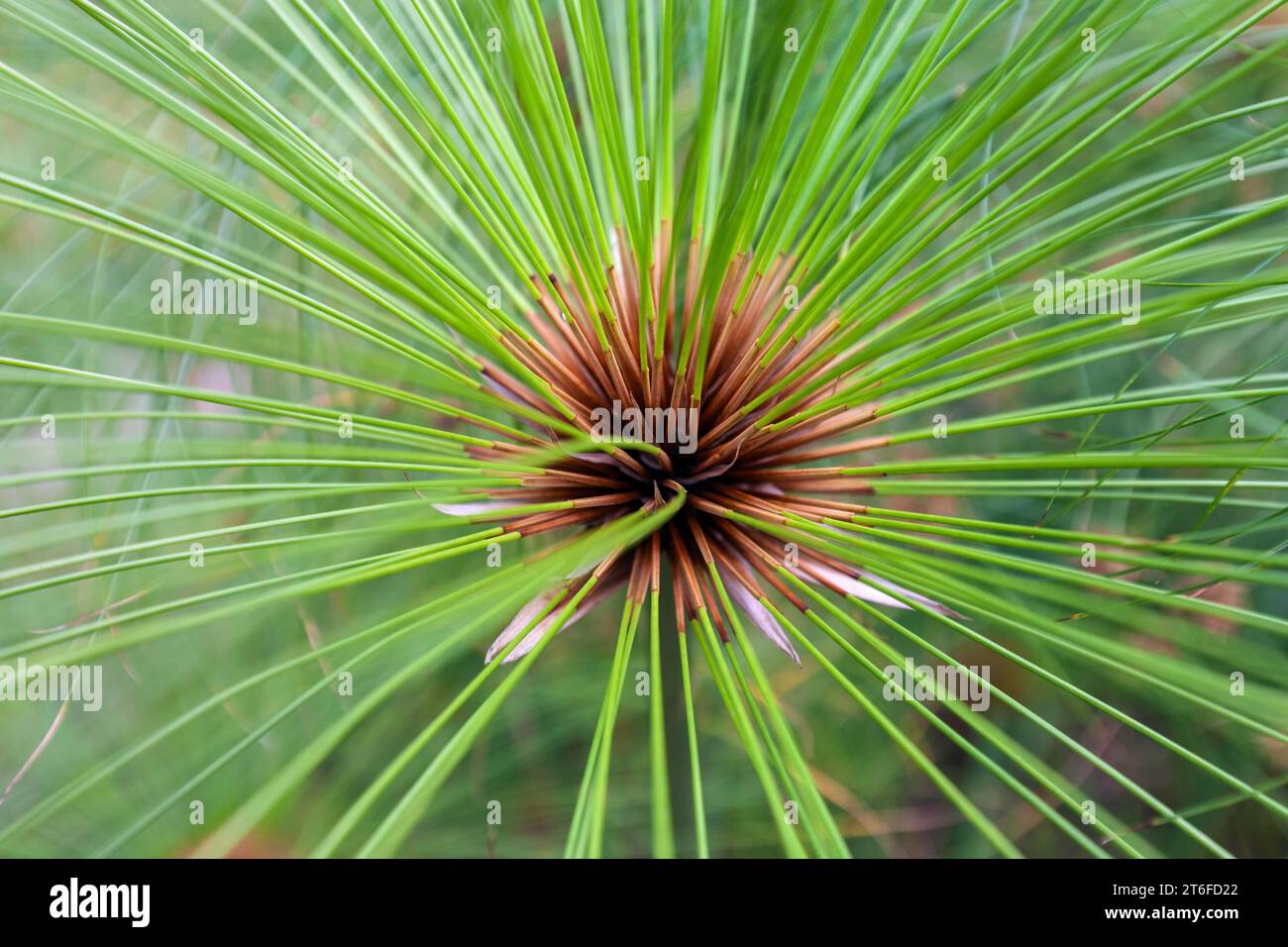 True papyrus sedge (Cyperus papyrus), Madeira, Portugal Stock Photo - Alamy