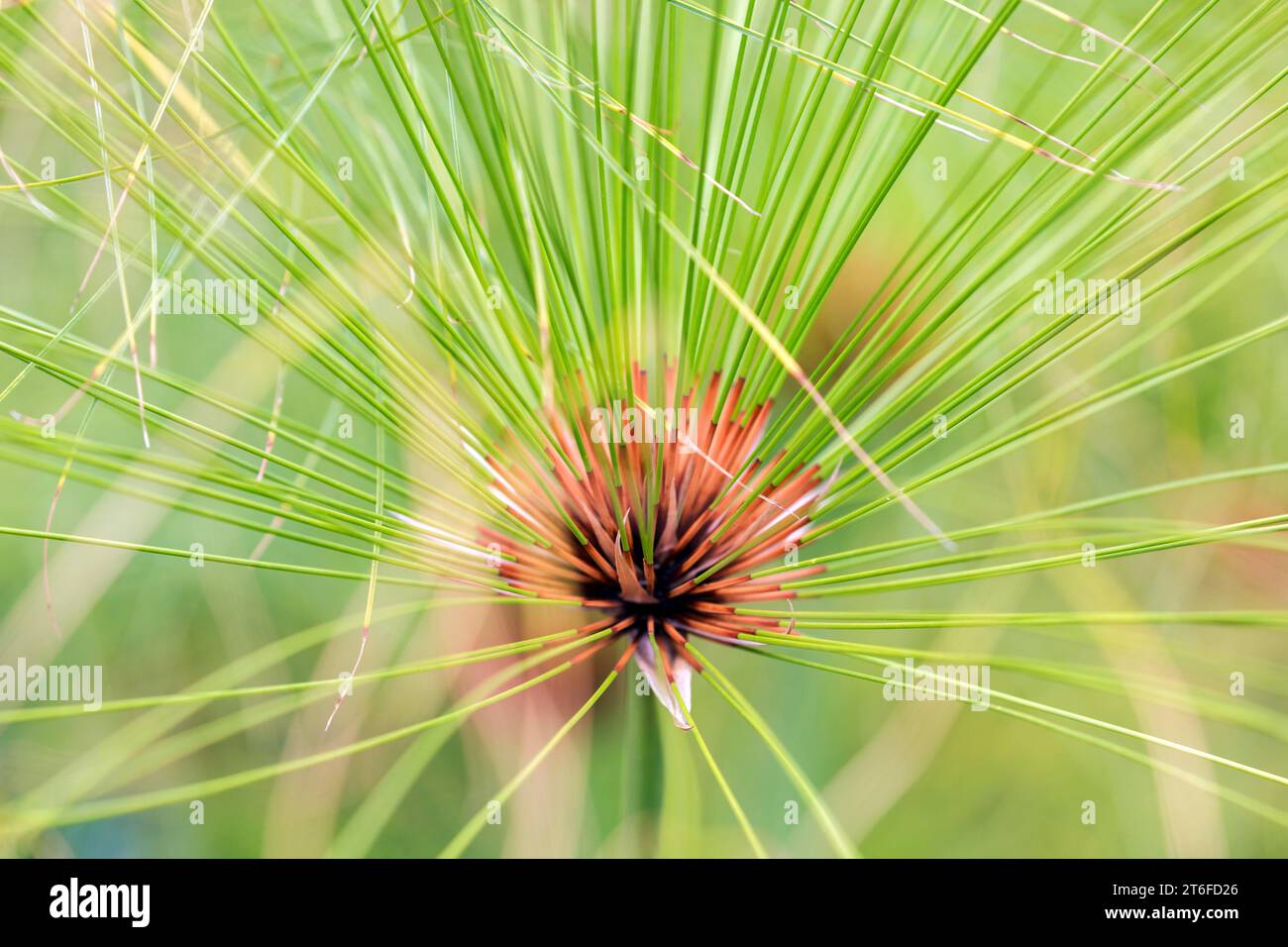 True papyrus sedge (Cyperus papyrus), Madeira, Portugal Stock Photo - Alamy