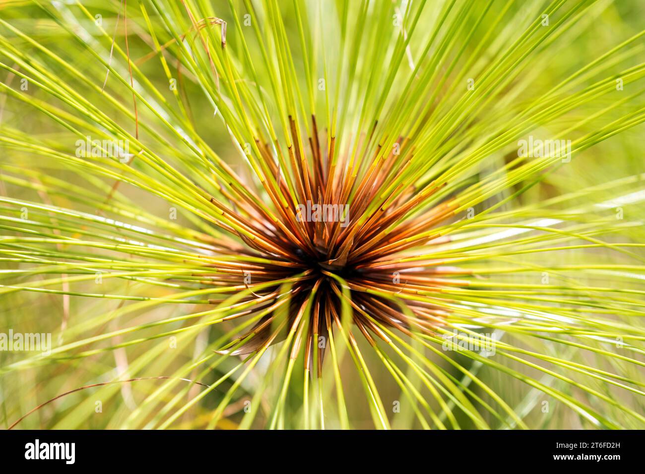 True papyrus sedge (Cyperus papyrus), Madeira, Portugal Stock Photo - Alamy