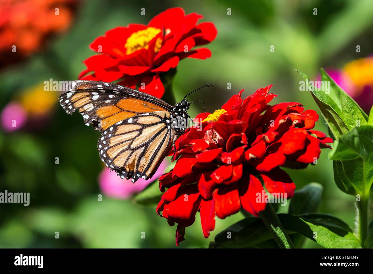Monarch butterfly (Danaus plexippus) sitting on a red flower, Madeira ...