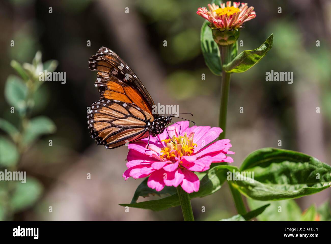 Monarch butterfly (Danaus plexippus) sitting on a pink flower, Madeira ...