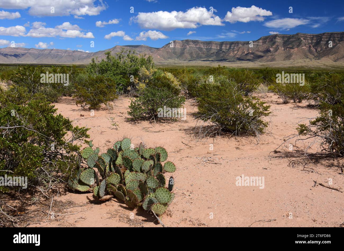 desert, mountains, and prickly pear cactus near the historic mcdonald ...