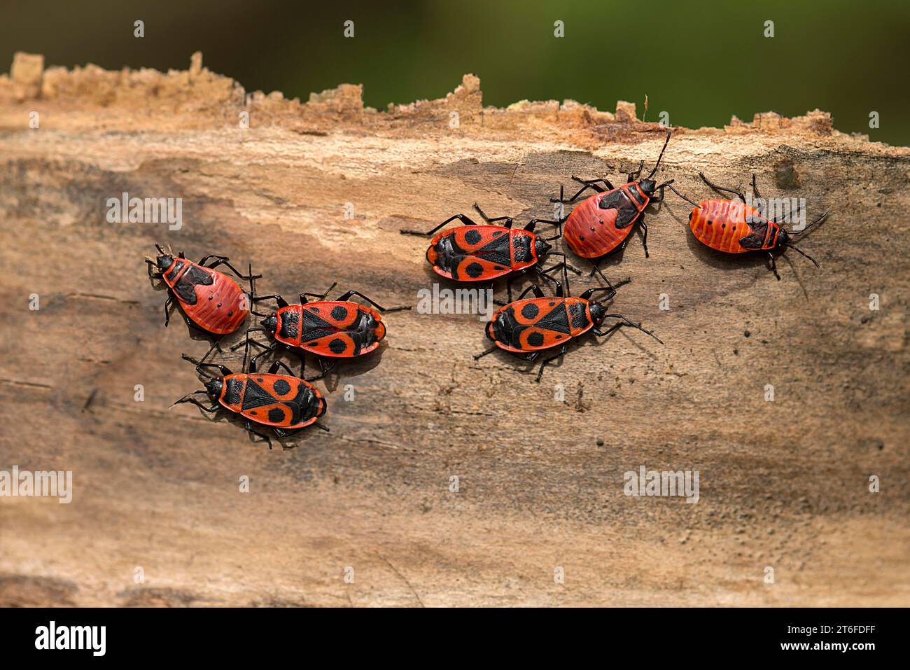 Fire bugs (Pyrrhocoridae) on dead wood, Bavaria, Germany Stock Photo ...