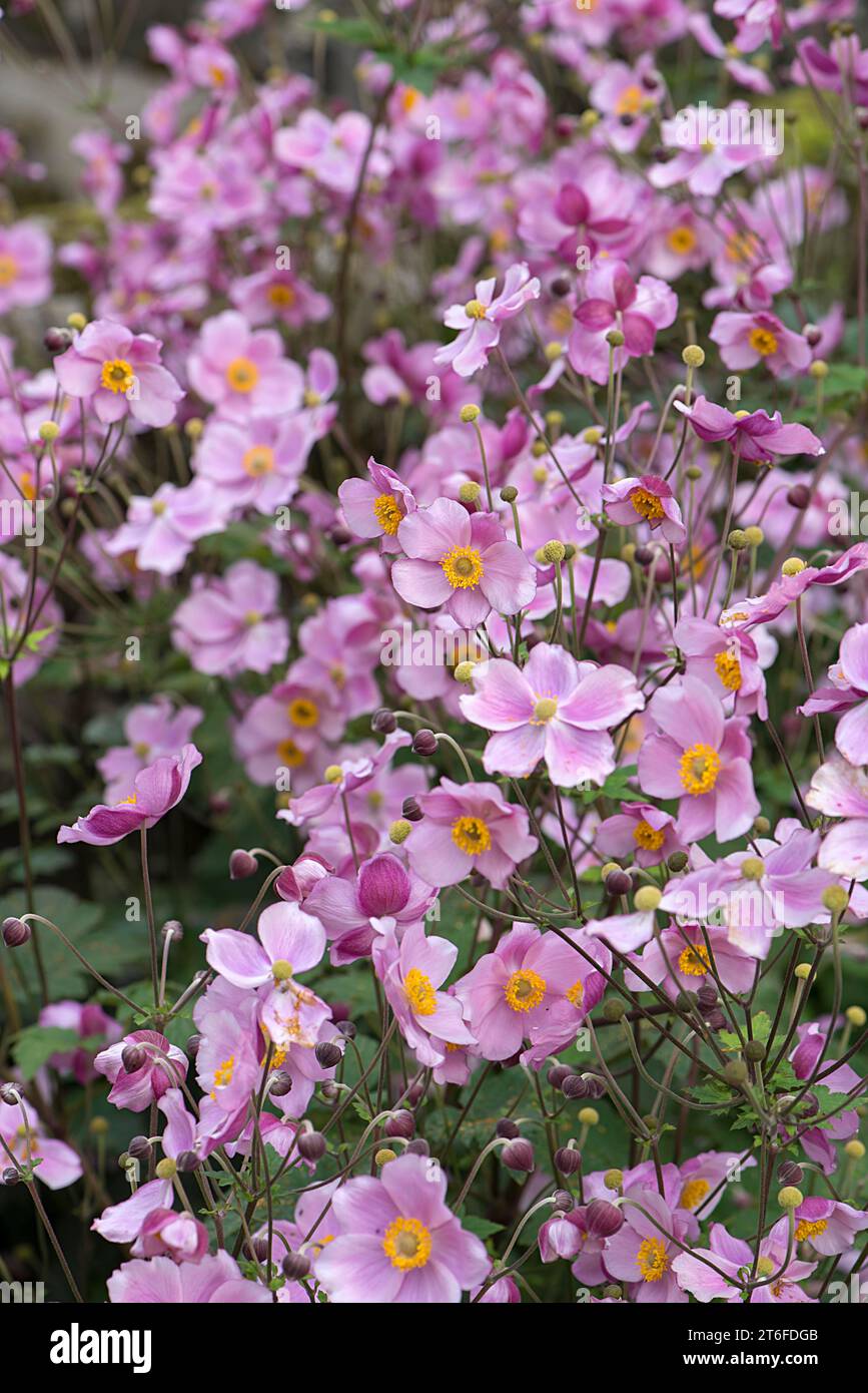 Chinese anemones (Anemone hupehensis), Bavaria, Germany Stock Photo - Alamy