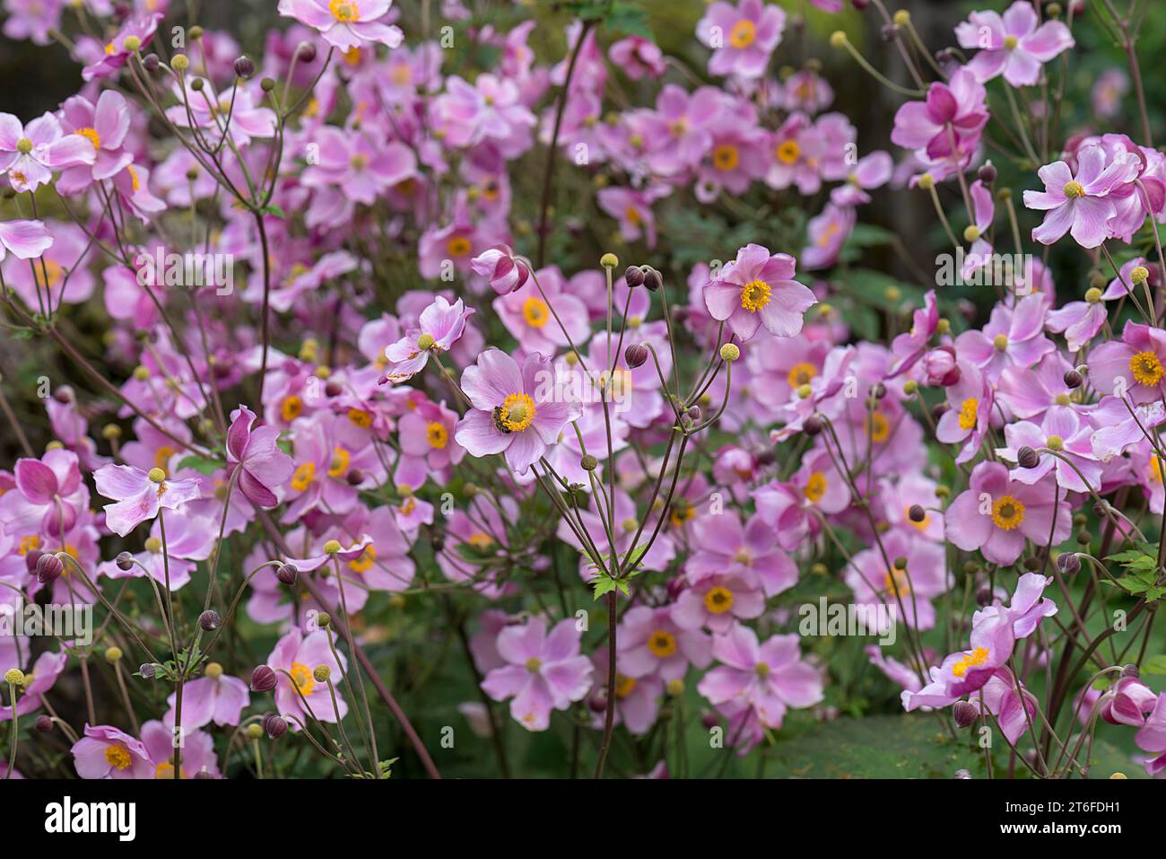 Chinese anemones (Anemone hupehensis), Bavaria, Germany Stock Photo - Alamy