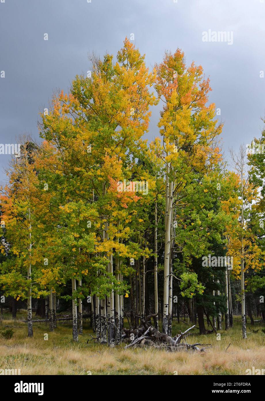 colorful changing aspen trees in fall on a stormy day in bandelier ...