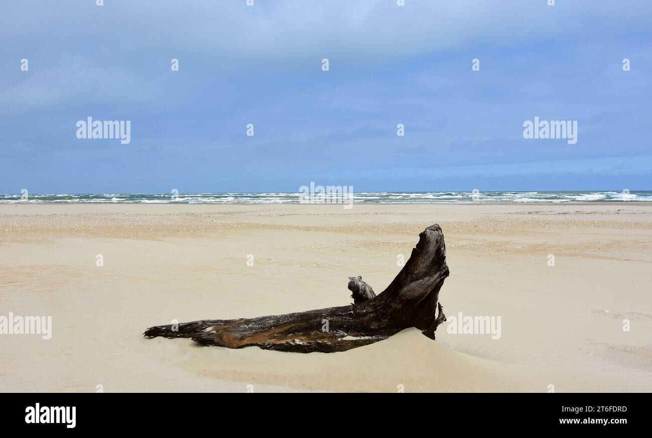 picturesque driftwood on a sunny spring day on pea isiand beach in the ...