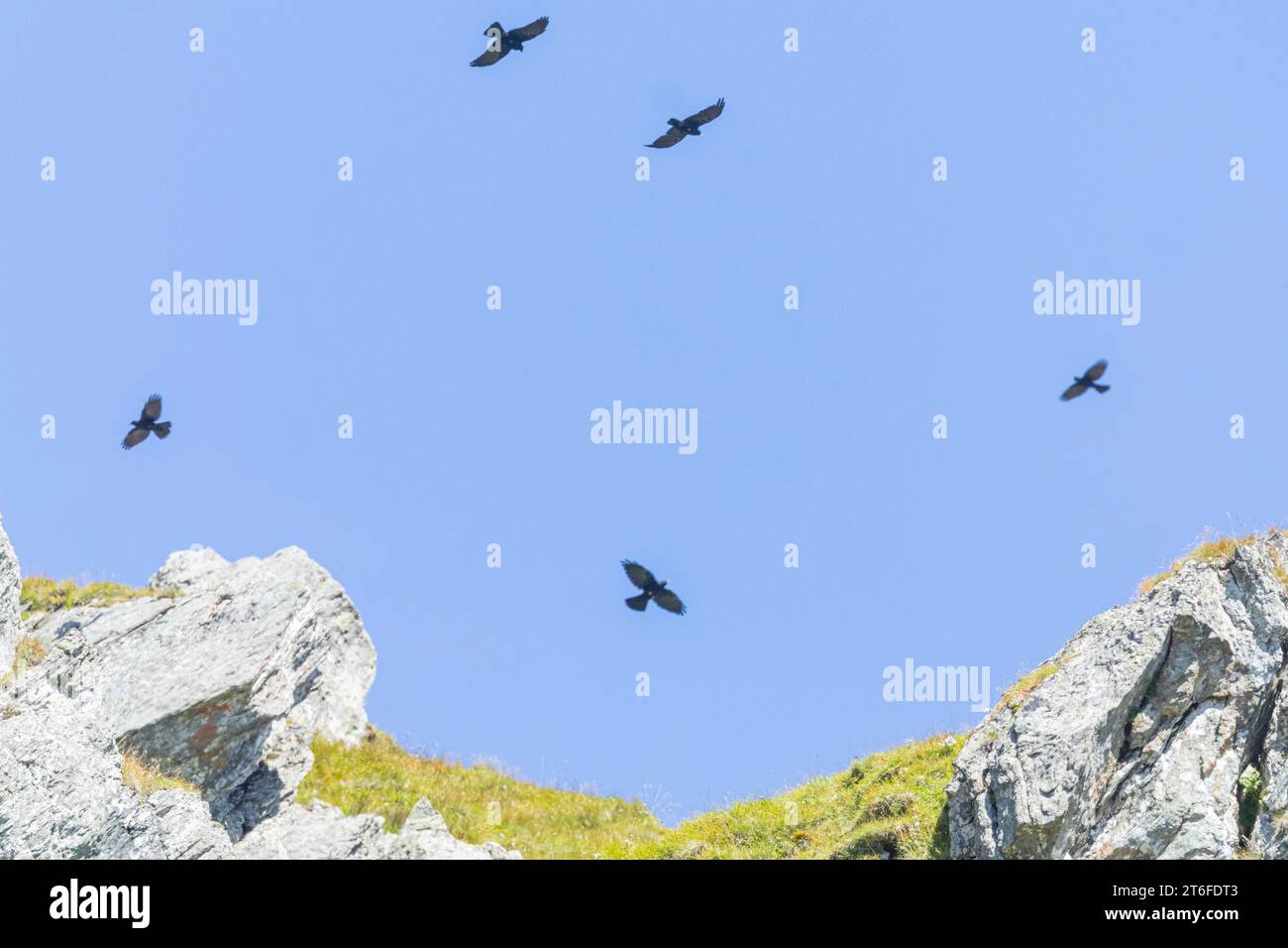 Alpine chough (Pyrrocorax graculus) Austria Stock Photo - Alamy