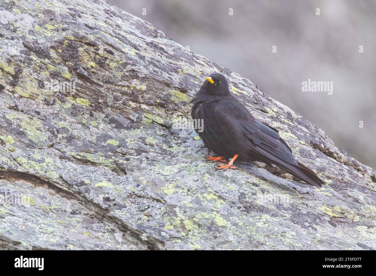 Alpine chough (Pyrrocorax graculus) Austria Stock Photo - Alamy