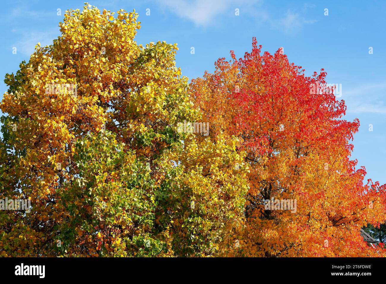 American sweetgum tree hi-res stock photography and images - Alamy