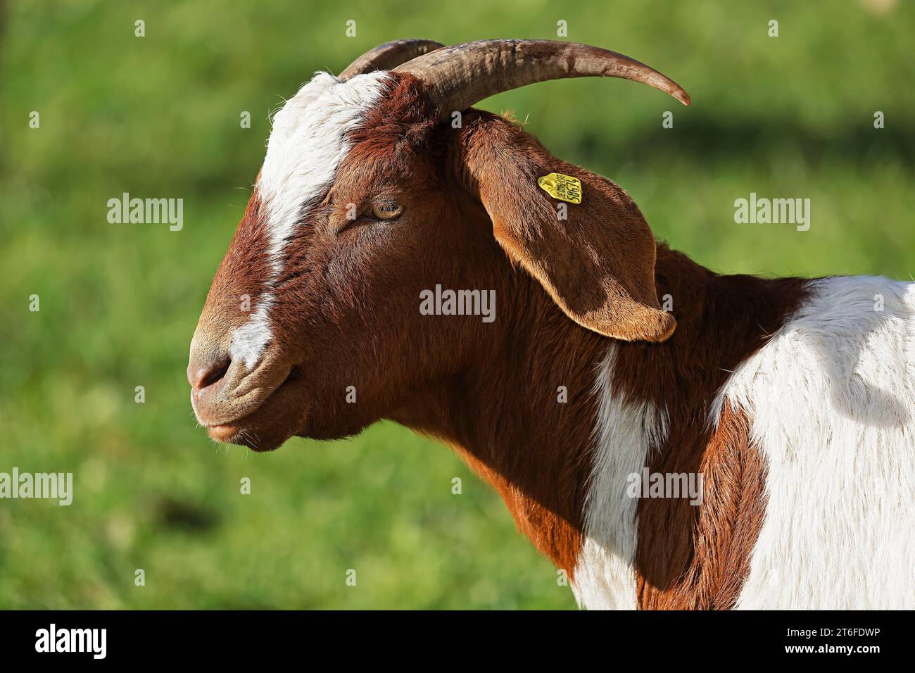 Boer domestic goat (Capra aegagrus hircus) with ear tag, animal ...