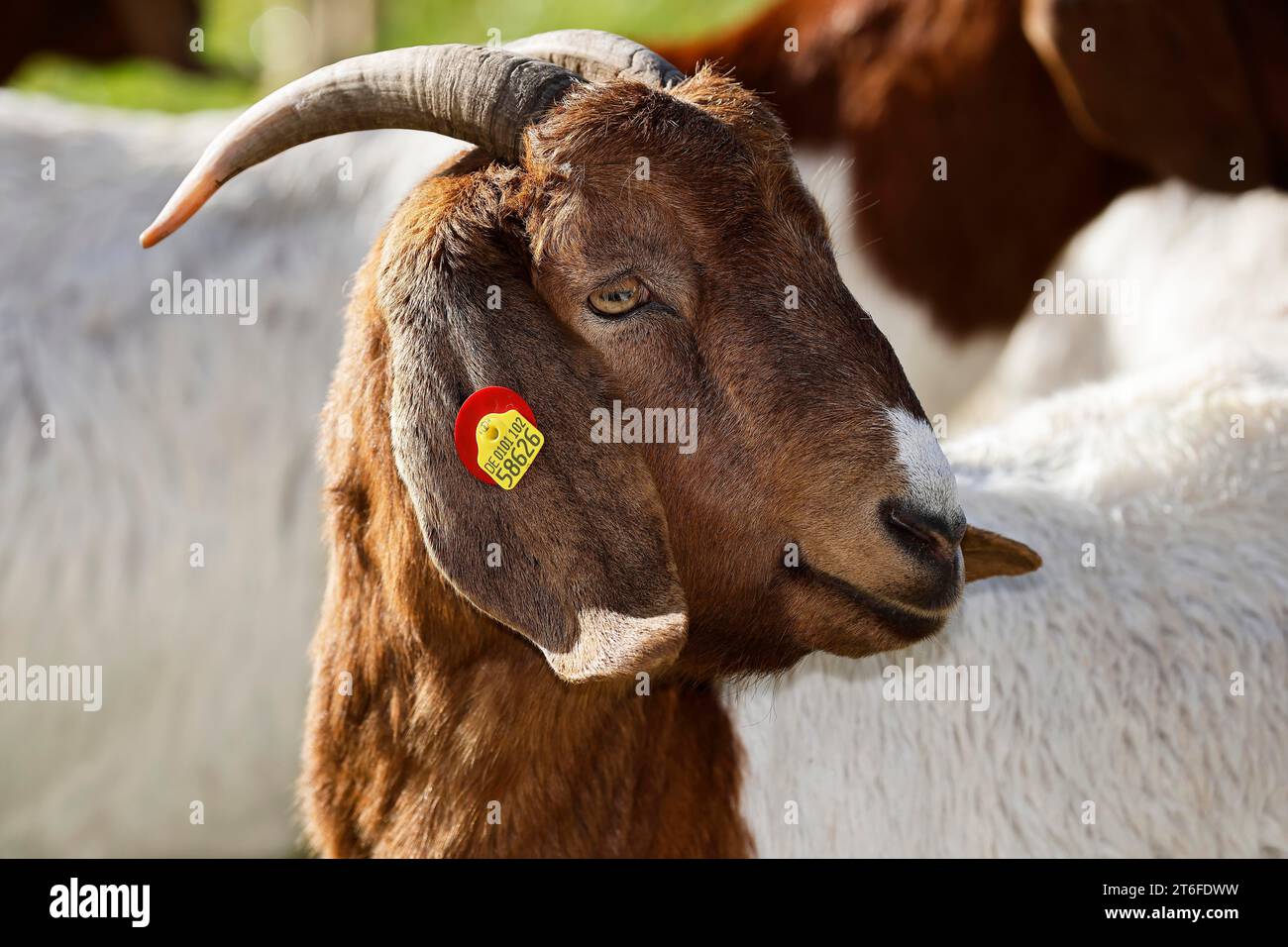 Ear tag hi-res stock photography and images - Alamy