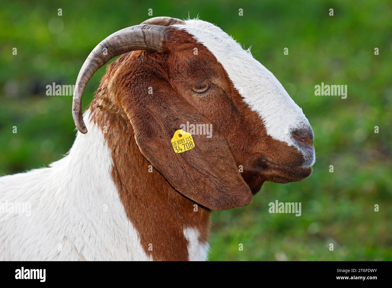 Boer domestic goat (Capra aegagrus hircus) with ear tag, animal ...