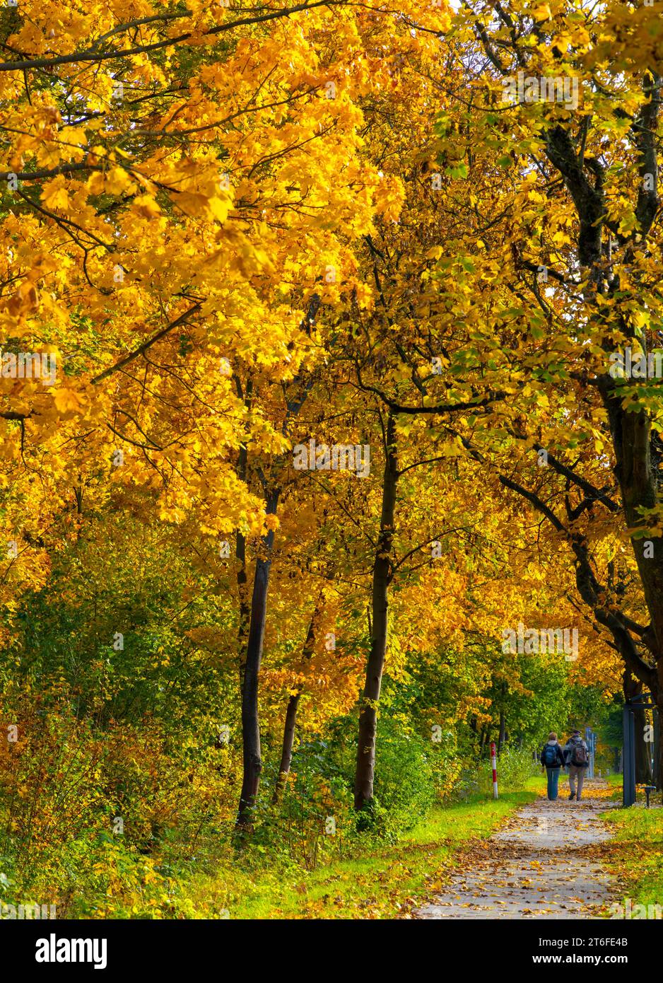 Autumn time, federal road B 96 to Schildow, Berlin, Germany Stock Photo ...