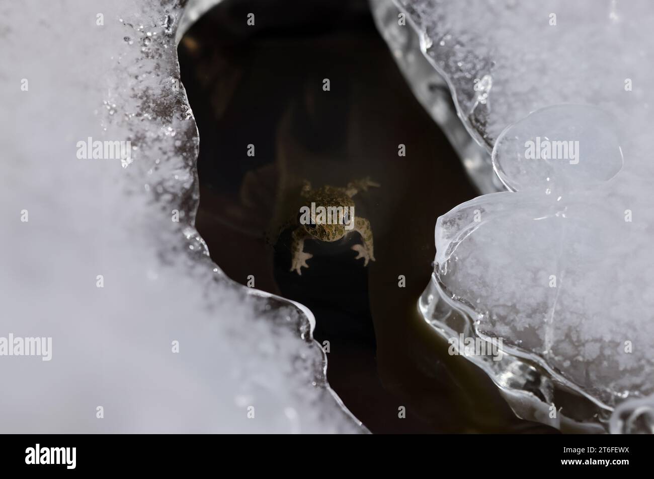 Animal emerges hi-res stock photography and images - Alamy
