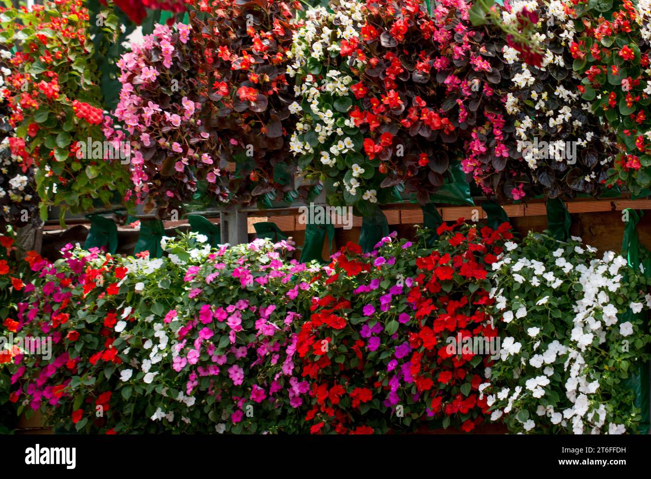 Flower bed as a background with many beautiful colorful flowers Stock ...